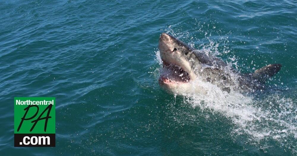 Pennsylvanian attacked by shark while on Florida vacation | News ...
