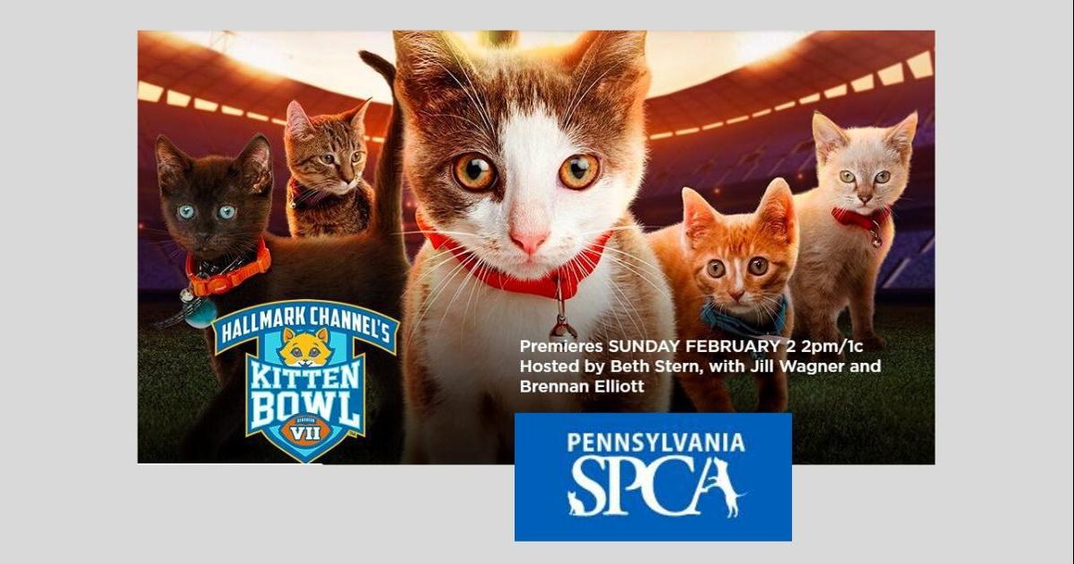 Danville SPCA to hold Kitten Bowl VII Party and Adoption Event ...