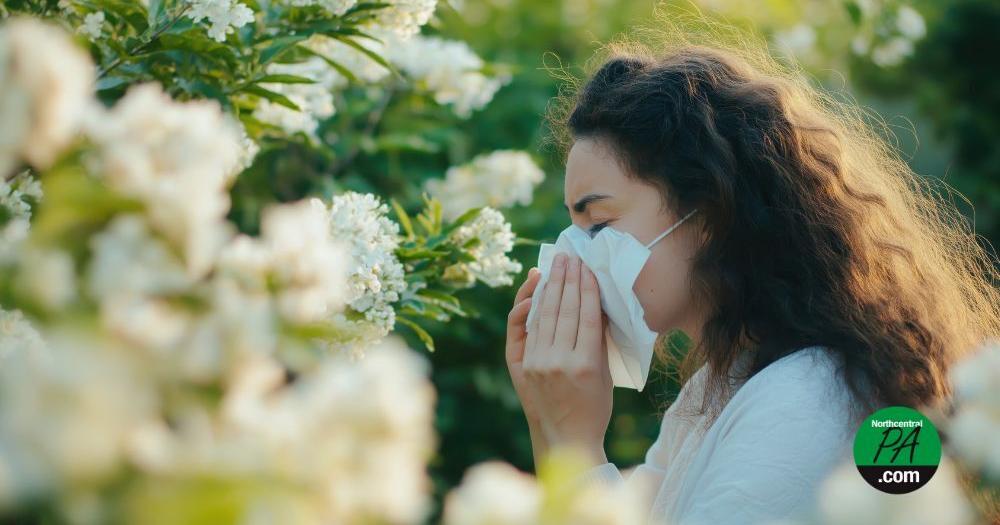 Sniffles, sneezes: Navigating allergy season in Pennsylvania | Life ...