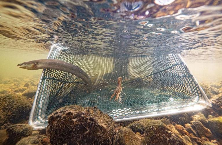 Eels in the Susquehanna: A surprising success story | Outdoors ...