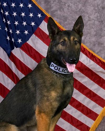 Photo gallery: South Williamsport Police K9 Dany | | northcentralpa.com
