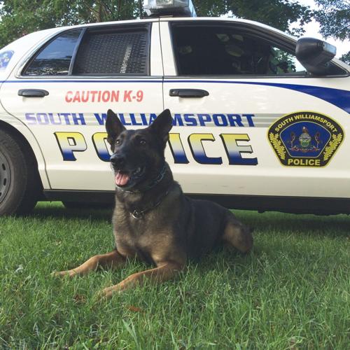 Photo gallery: South Williamsport Police K9 Dany | | northcentralpa.com