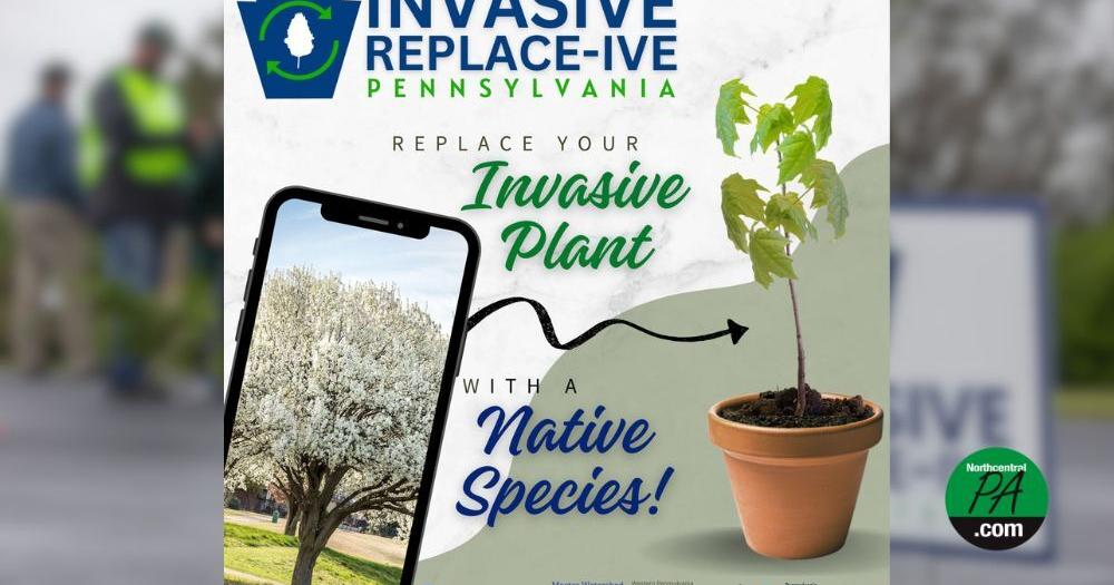 'Invasive Replace-ive!': DCNR offers free replacements for invasive ...