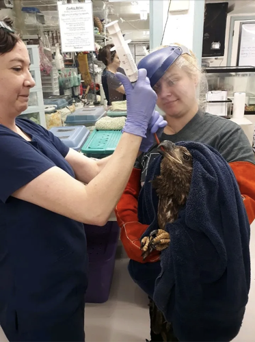Wildlife center losing eagles to lead poisoning | Life | northcentralpa.com