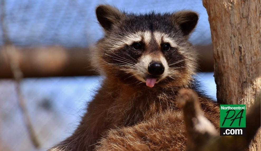 Rabies case maps for September and October by the Pa. Dept. of ...