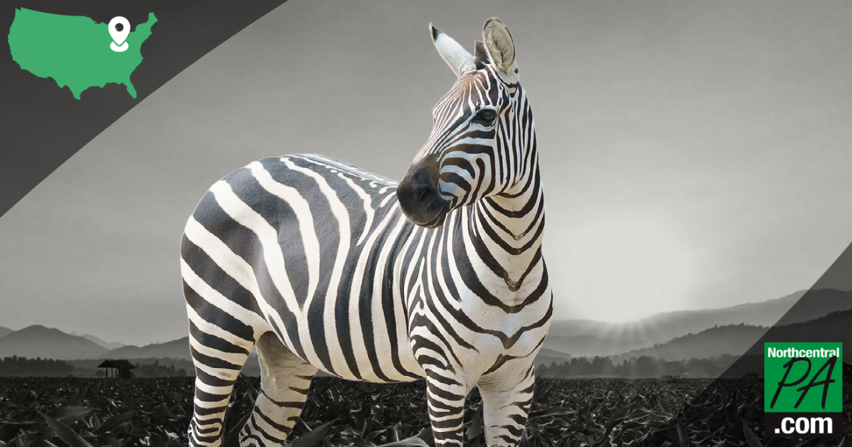 Ohio man's arm nearly bitten off by a zebra, 911 call released ...