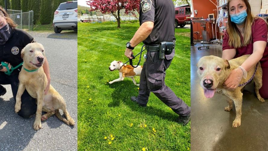 Pennsylvania SPCA removes 9 dogs, 3 cats from Shamokin property over ...