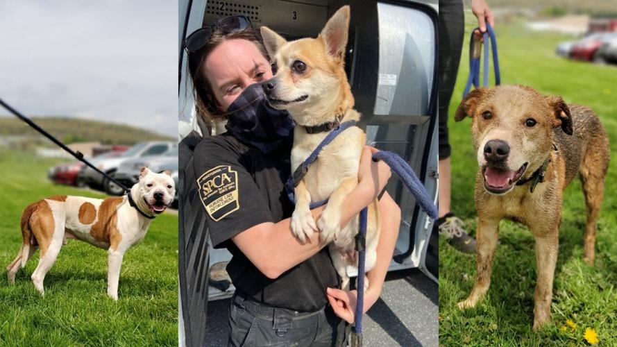 Pennsylvania SPCA removes 9 dogs, 3 cats from Shamokin property over ...