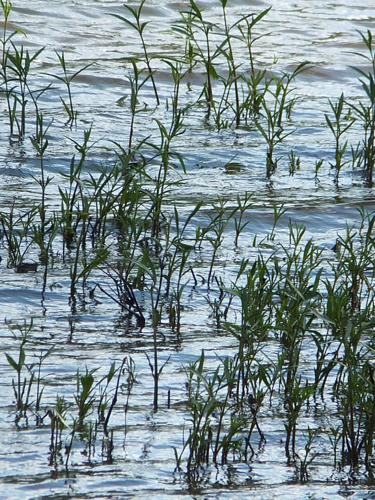 Corbett approves bills on stream buffers and carbon plan ...