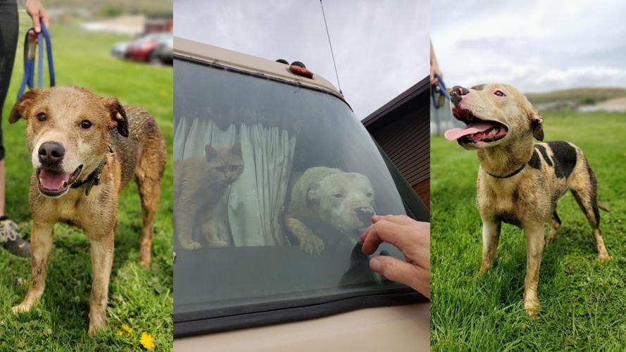 Pennsylvania SPCA removes 9 dogs, 3 cats from Shamokin property over ...