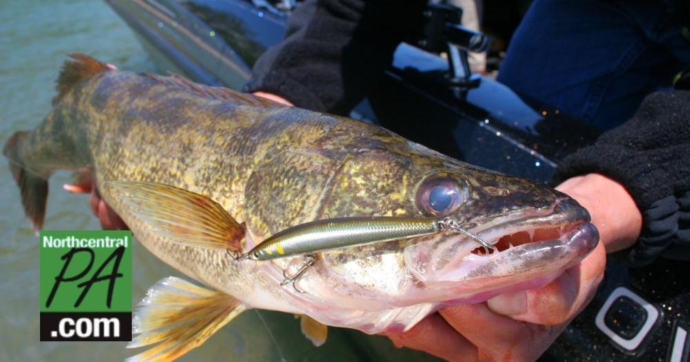 Walleye fisherman facing criminal charges | Life | northcentralpa.com