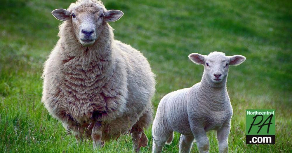 Police investigate shooting of sheep | Crime Reports | northcentralpa.com