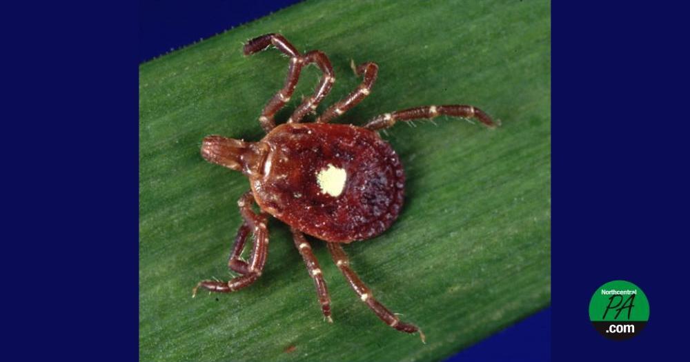 Rare red meat allergy linked to more tick species | Health ...