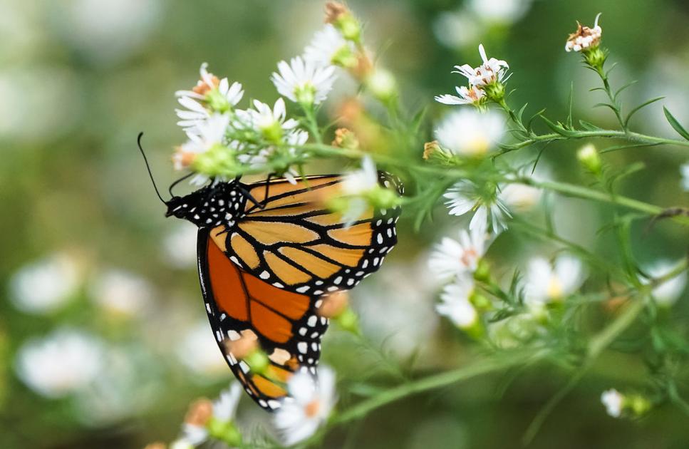 This Monarch Butterfly Is On A Migration Path South | Life ...