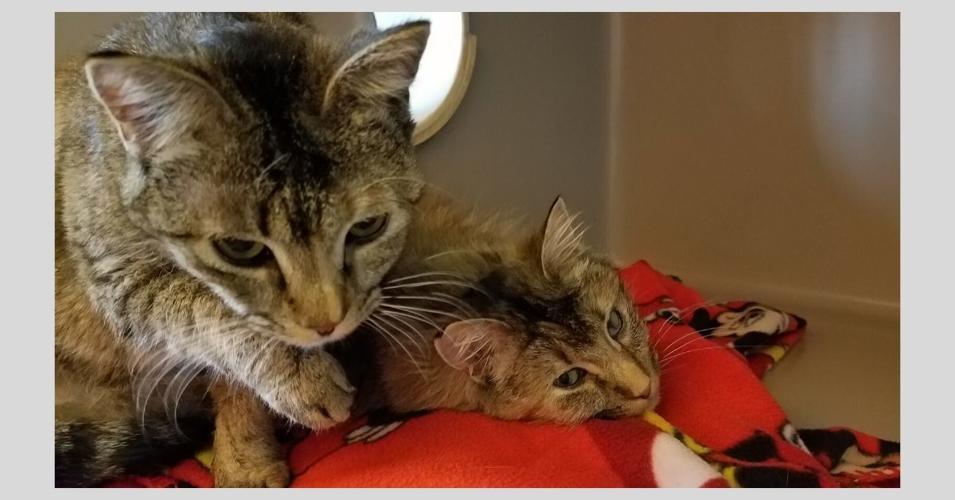 SPCA's Pet(s) of the Week: Kitter Kat and Sweetie Pie | Community ...