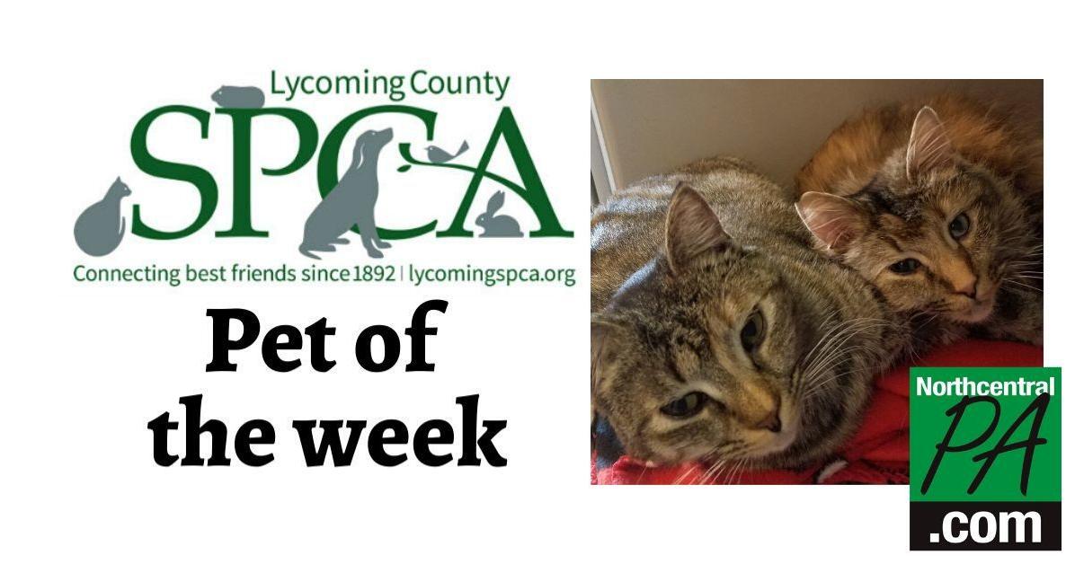 SPCA's Pet(s) of the Week: Kitter Kat and Sweetie Pie | Community ...