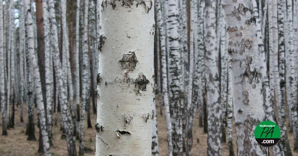 Methane-munching microbes discovered in tree bark | Outdoors ...