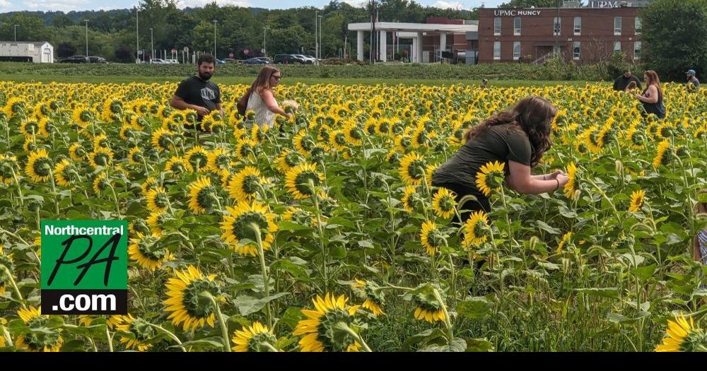 Sunflowers rule while the blooms last | Life | northcentralpa.com