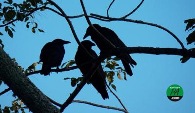 Annual Harrisburg crow dispersal program to begin next week | Community ...