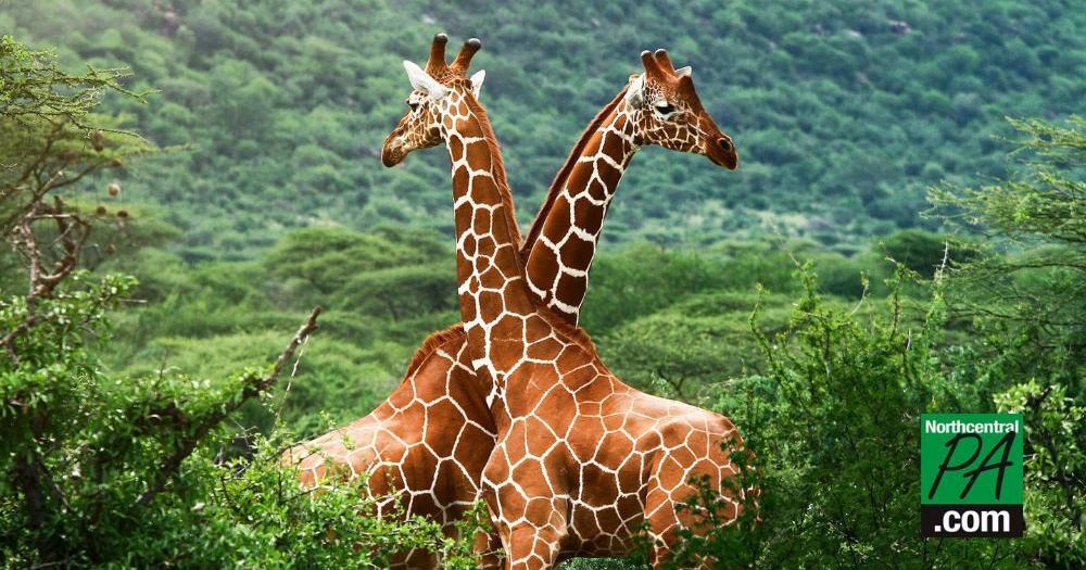 Giraffes could go extinct: the 5 biggest threats they face | News ...