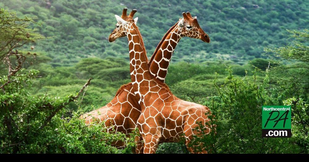 Giraffes could go extinct: the 5 biggest threats they face | News | northcentralpa.com