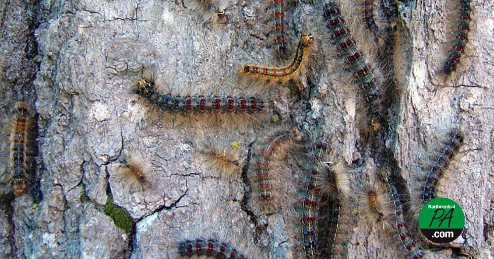 Spongy moths: Bad for skin, worse for forests | Outdoors ...