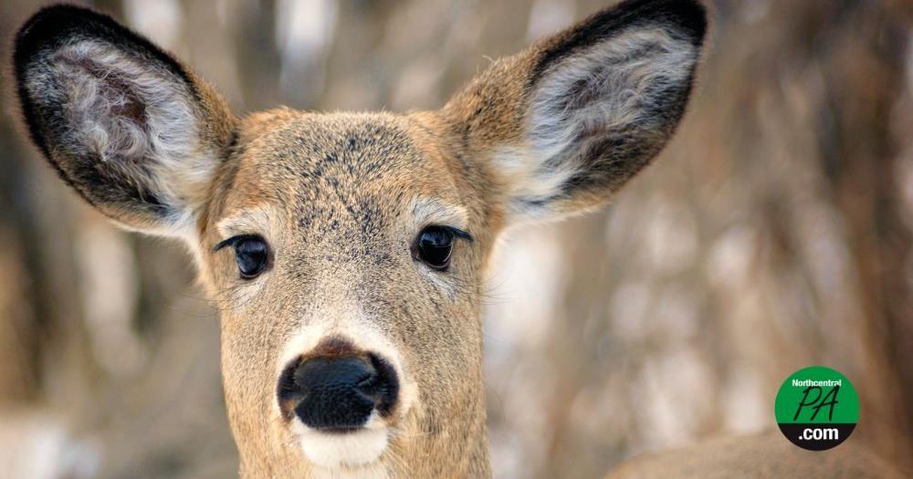 General hunting, antlerless deer licenses go on sale Monday | News ...