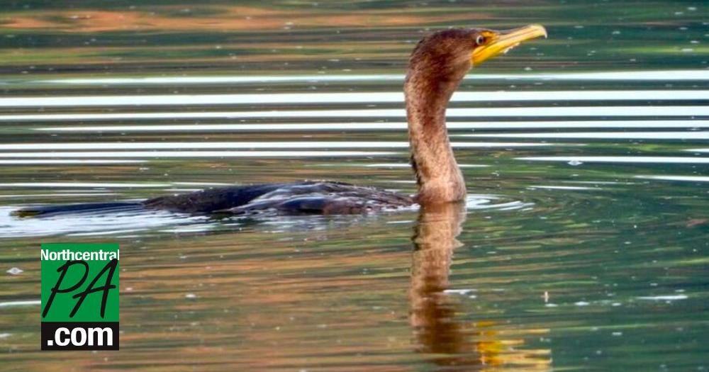 Cormorant numbers rebound along the Susquehanna River | Outdoors ...