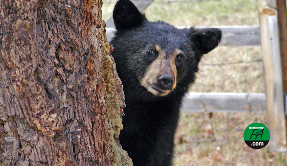black bear ncpa - 1 | | northcentralpa.com