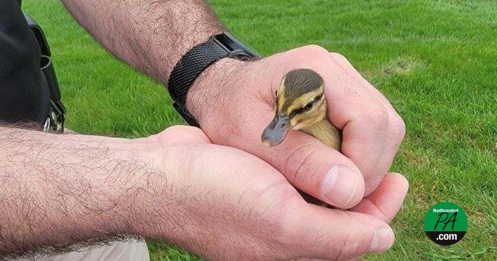 Hospital staff rescues baby ducks | News | northcentralpa.com