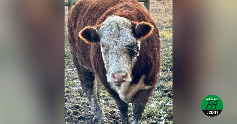 Farmer allegedly refused to treat cow with cancer | News ...