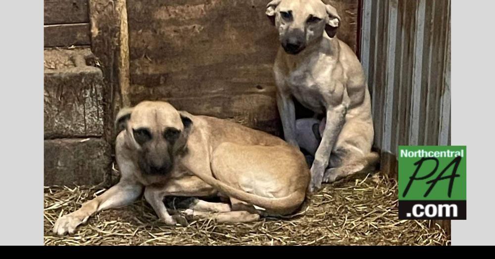 Police raid farm and seize animals | News | northcentralpa.com