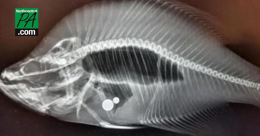 It's happened again — fisherman caught cheating with state record catch ...