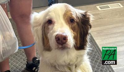 Pet Pantry partners with American Rescue Workers to reach more furry ...