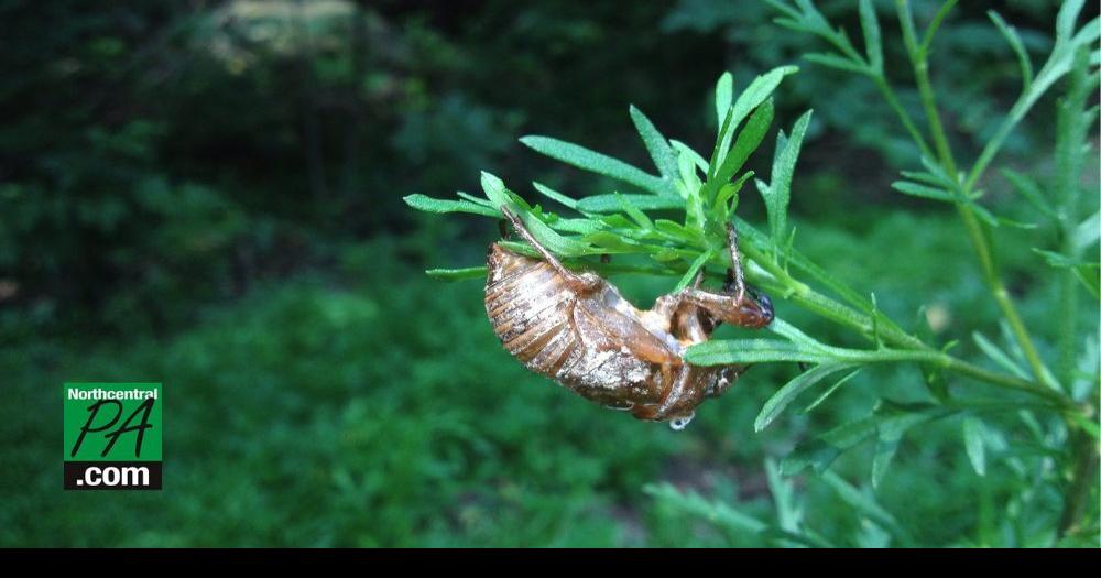 Billions of cicadas set to emerge this spring | News | northcentralpa.com