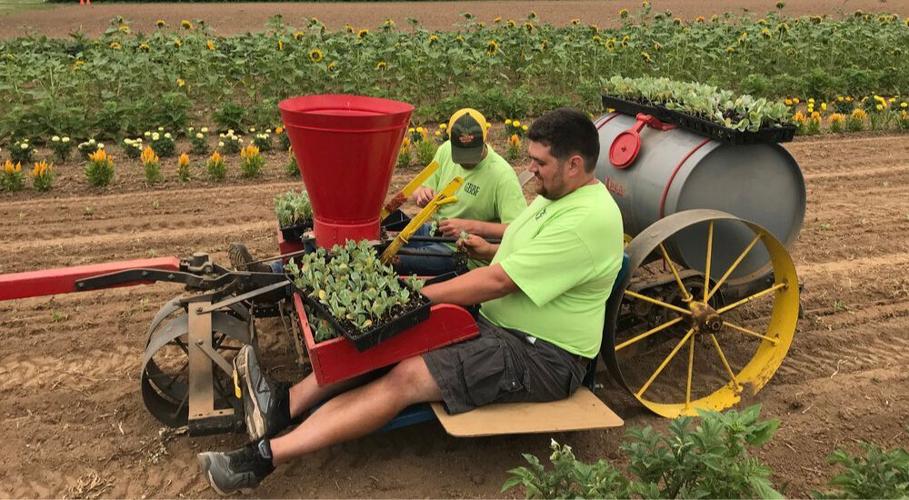 The Green Barn Berry Farm: A growing history 70 years in the making ...