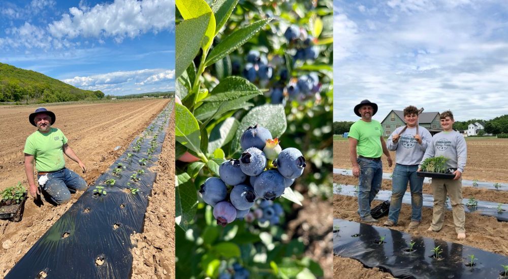 The Green Barn Berry Farm: A growing history 70 years in the making ...