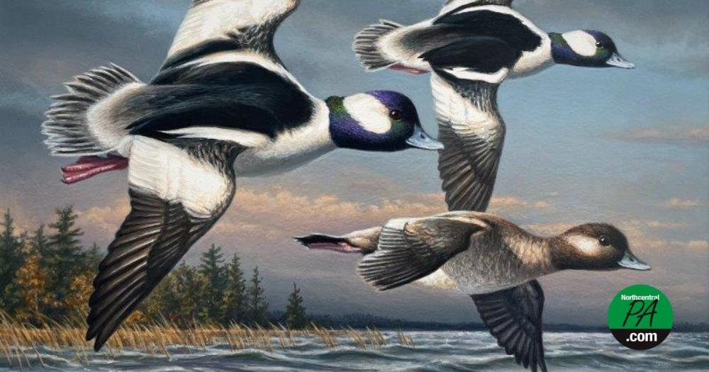 Minnesota artist James Hautman wins 2025 Federal Duck Stamp Art Contest ...