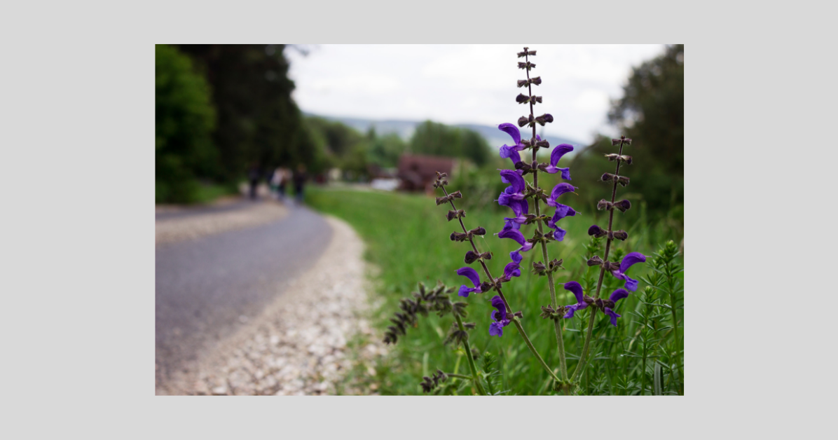 PennDOT marks 30-year anniversary of Adopt-A-Highway program | News ...
