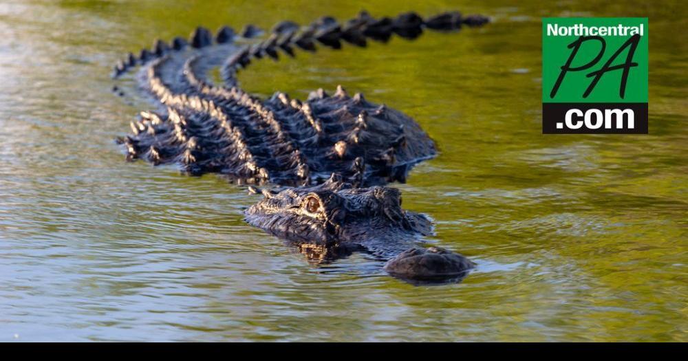 Alligator sightings continue in Pennsylvania | News | northcentralpa.com