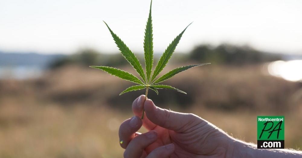 2021 hemp permit applications now open | News | northcentralpa.com