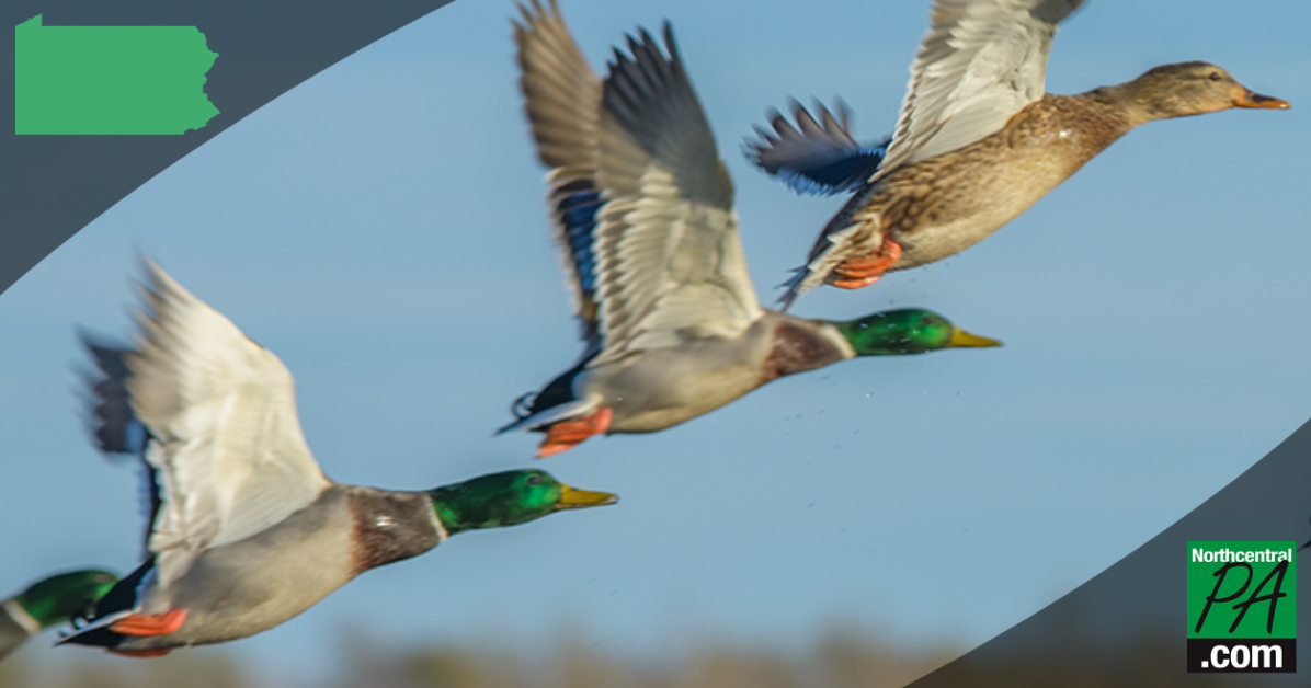 Avian flu confirmed in Pennsylvania flocks for first cases of 2023 ...
