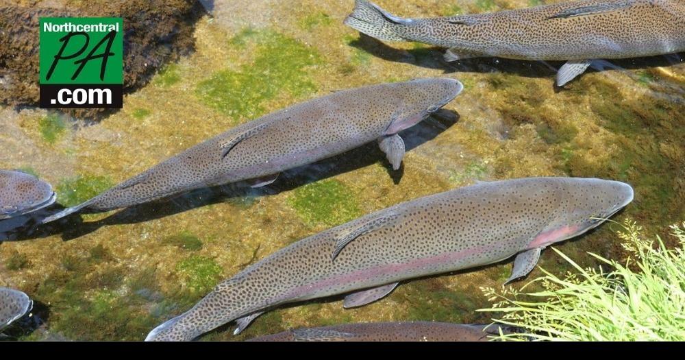In-person registration begins Saturday for the Upper Pine Creek Trout ...