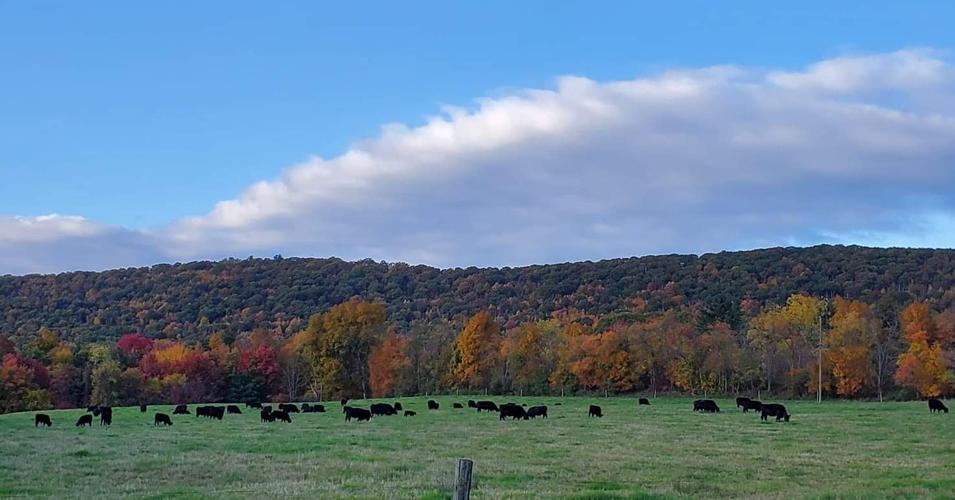 Local beef farm teams up with Columbia, Montour County school districts ...