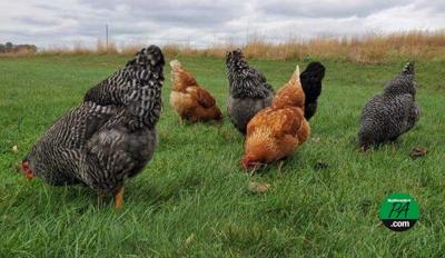 First case of avian flu found in Pa. poultry flock | Community ...