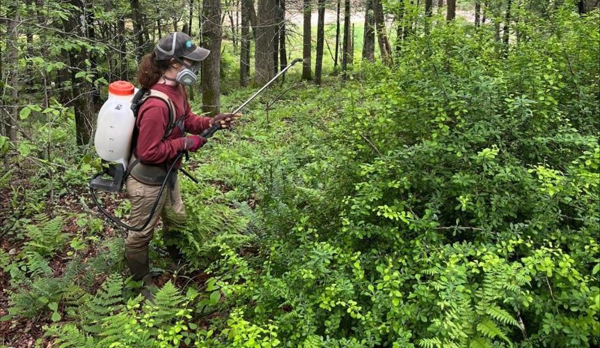 Restoring balance: Seneca Resources leads invasive species treatment ...