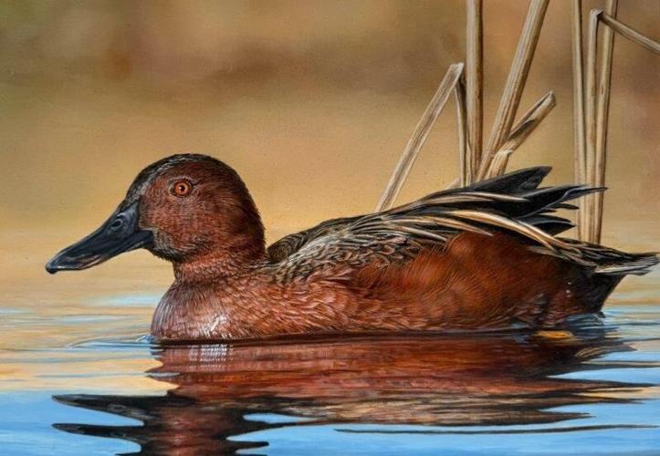 Minnesota artist James Hautman wins 2025 Federal Duck Stamp Art Contest ...