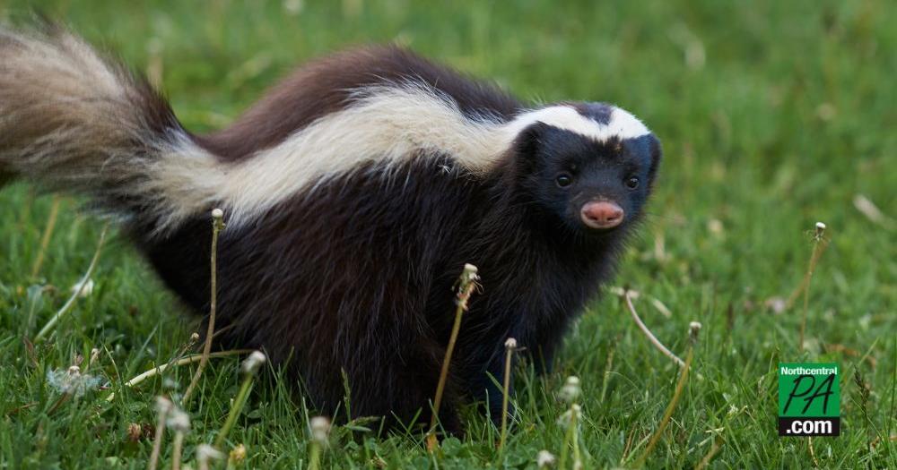 Love is in the air—especially for skunks | Community | northcentralpa.com