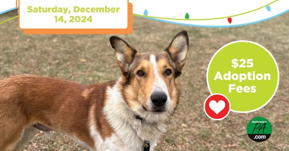 Danville SPCA to offer pet adoption discounts to 'Empty the Shelters ...