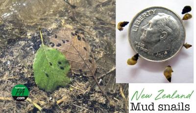 Tiny invasive mud snails can cause huge impacts on aquatic ecosystem if ...